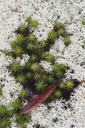 46 Caribou moss Stock Pictures, Editorial Images and Stock Photos ...