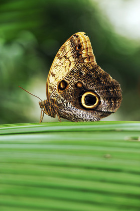 Owl Butterfly Caligo Uranus Editorial Stock Photo - Stock Image ...