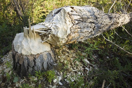 Large Poplar Tree Populus Cut Down Editorial Stock Photo - Stock Image ...