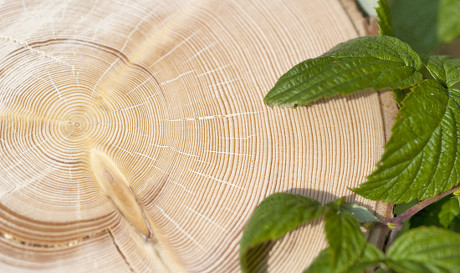 64 Annuluses Stock Pictures, Editorial Images and Stock Photos ...