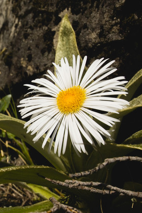 Mountain Daisy Flower Celmisia Verbascifolia Fjordland Editorial Stock ...