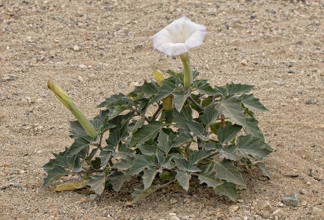 Western Jimsonweed Datura Wrightii Joshua Tree Editorial Stock Photo ...