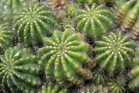 Light Green Sea Urchin Cactus Echinopsis Editorial Stock Photo - Stock ...