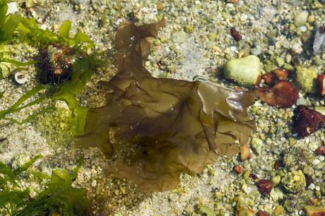 6 Porphyra Stock Pictures, Editorial Images and Stock Photos | Shutterstock