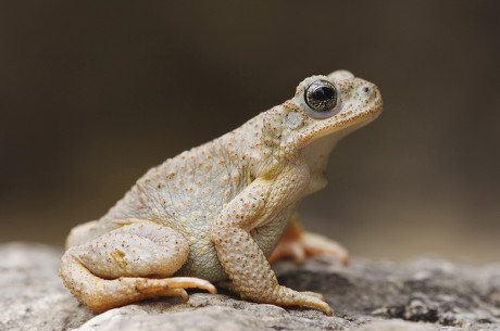 19 Country toad Stock Pictures, Editorial Images and Stock Photos ...