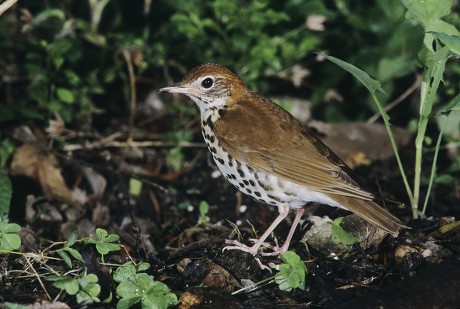 Wood Thrush Hylocichla Mustelina Adult High Editorial Stock Photo ...