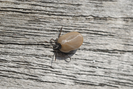 13 Sheep ticks Stock Pictures, Editorial Images and Stock Photos ...