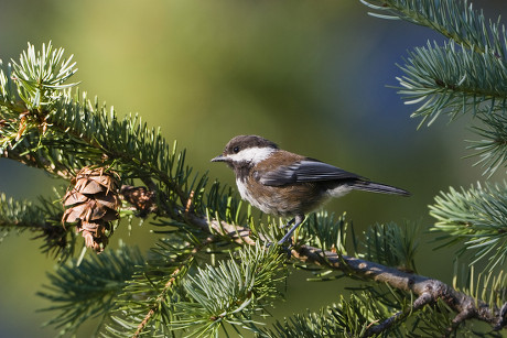 Chestnutbacked Chickadee Parus Rufescens Mount Rainier Editorial Stock ...