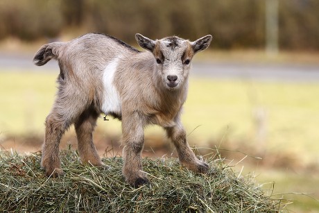 1,000 Capra hircus Stock Pictures, Editorial Images and Stock Photos ...