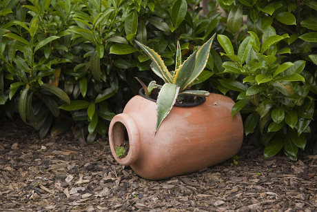 Amphora Flower Garden Decoration Editorial Stock Photo - Stock Image ...