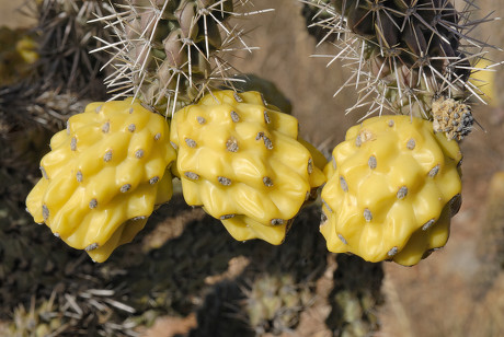 Yellow Fruit Staghorn Cholla Opuntia Versicolor Editorial Stock Photo ...