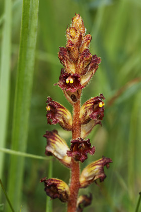 34 Broom rape Stock Pictures, Editorial Images and Stock Photos ...