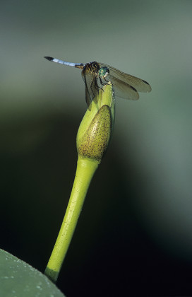 20 Blue dasher Stock Pictures, Editorial Images and Stock Photos ...