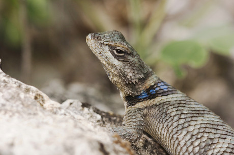 Crevice Spiny Lizard Sceloporus Poinsetti Adult Editorial Stock Photo ...