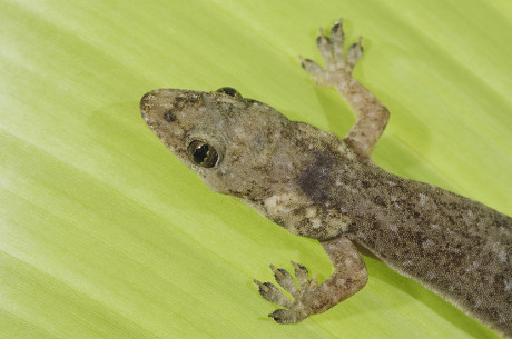 2 Indo pacific geckos Stock Pictures, Editorial Images and Stock Photos ...