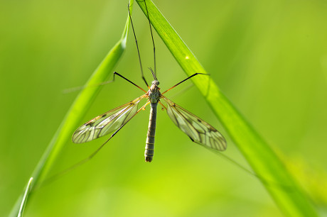18 Mosquito hawks Stock Pictures, Editorial Images and Stock Photos ...