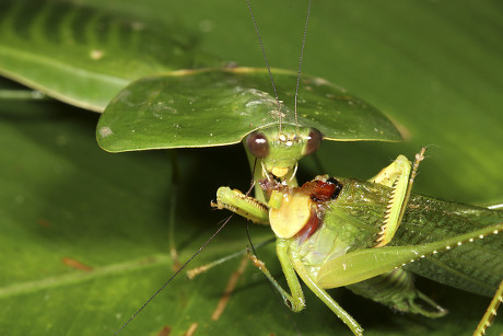 Peruvian Shield Mantis Choeradodis Rhombicollis Devouring Editorial ...