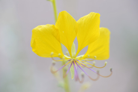 Cleome Angustifolia Numas Gorge Mt Brandberg Editorial Stock Photo ...