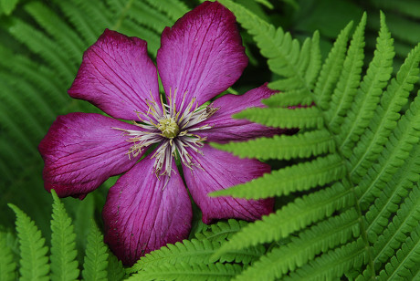 Clematis Blossom Clematis Fern Dryopteris Editorial Stock Photo - Stock ...