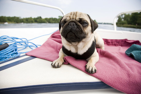 Young Pug Sitting On Bow Boat Editorial Stock Photo - Stock Image ...