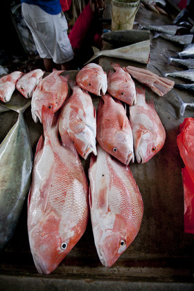 Red Snapper Sale Lively Fish Market Editorial Stock Photo - Stock Image ...