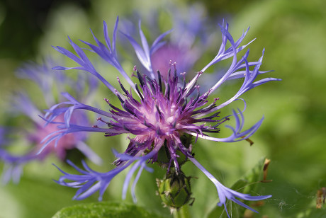 Blue Flower Perennial Cornflower Mountain Cornflower Editorial Stock ...