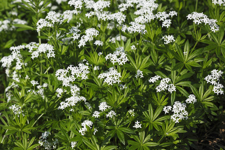Flowering Woodruff Plants Sweet Woodruff Wild Editorial Stock Photo ...