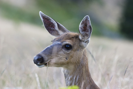 45 Black tailed deer Stock Pictures, Editorial Images and Stock Photos ...