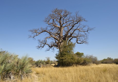 Baobab Adansonia Digitata Mahango Game Reserve Editorial Stock Photo ...