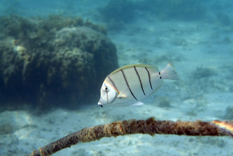 Manani Acanthurus Triostegus Editorial Stock Photo - Stock Image ...