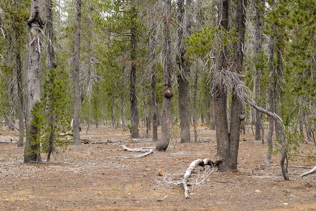 Scots Pine Pinus Sylvestris Forest Cancerous Editorial Stock Photo ...