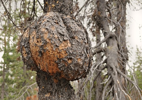 Tree Cancer On Scots Pine Pinus Editorial Stock Photo - Stock Image ...