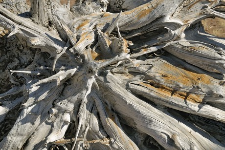 59 Rootstock Stock Pictures, Editorial Images and Stock Photos ...