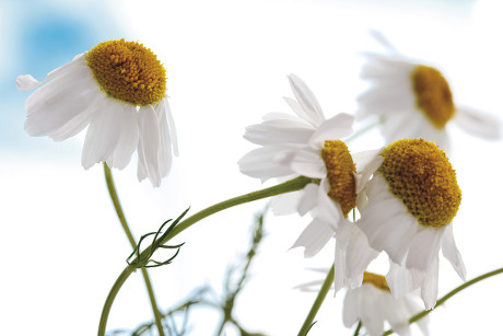 Camomile Flowers Editorial Stock Photo - Stock Image | Shutterstock