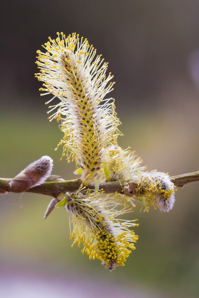 Common Osier Willow Salix Viminalis Flowering Editorial Stock Photo ...