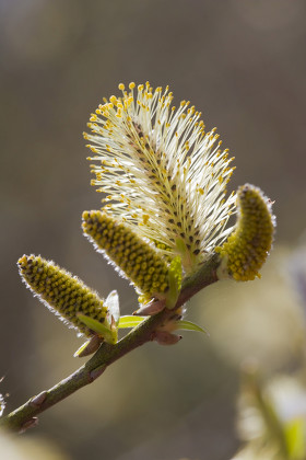 Common Osier Willow Salix Viminalis Flowering Editorial Stock Photo ...