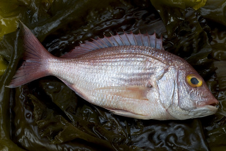 Common Pandora Pagellus Erythrinus On Sea Editorial Stock Photo - Stock ...