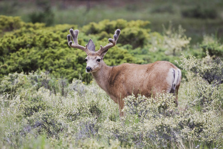 Mule Deer Blacktailed Deer Odocoileus Hemionus Editorial Stock Photo ...