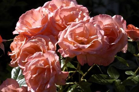 Fascination Bush Rose Editorial Stock Photo - Stock Image | Shutterstock