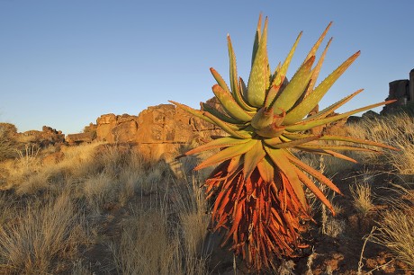 Aloe Quiver Tree Forest Garas Camp Editorial Stock Photo - Stock Image ...