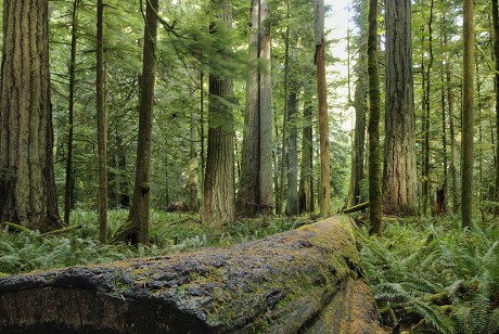 Cold Cathedral Grove Rain Forest Mac Editorial Stock Photo - Stock ...