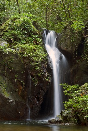 1 Clear jungle foliage Stock Pictures, Editorial Images and Stock ...