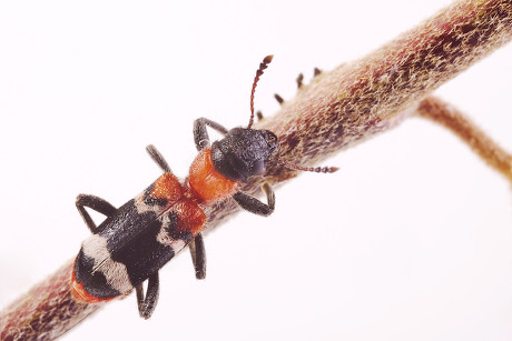 Ant Beetle Thanasimus Formicarius Editorial Stock Photo - Stock Image ...