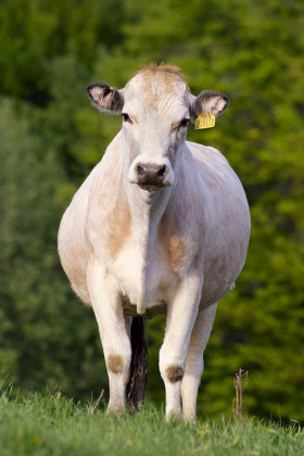 Cow Ungulata Domesticus Maderovce Brumovbylnice White Editorial Stock ...