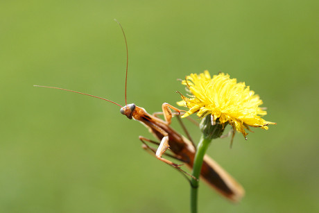 Religious Mantis European Mantis Mantis Religiosa Editorial Stock Photo ...
