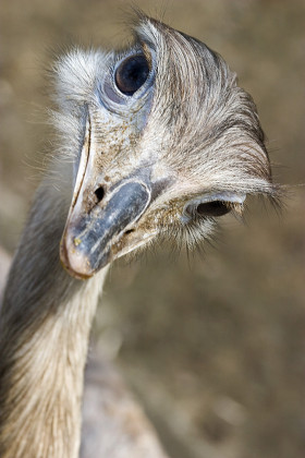 Greater Rhea Common Rhea Rhea Americana Editorial Stock Photo - Stock ...