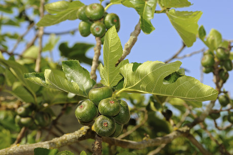 Common Fig Tree Ficus Carica Fruit Editorial Stock Photo - Stock Image ...