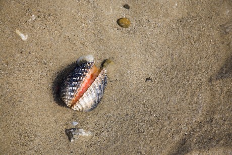 82 Cockle bivalve Stock Pictures, Editorial Images and Stock Photos ...