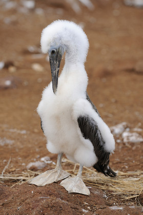 14 Bobby birds Stock Pictures, Editorial Images and Stock Photos ...