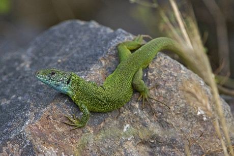 European Green Lizard Lacerta Viridis Greece Editorial Stock Photo ...